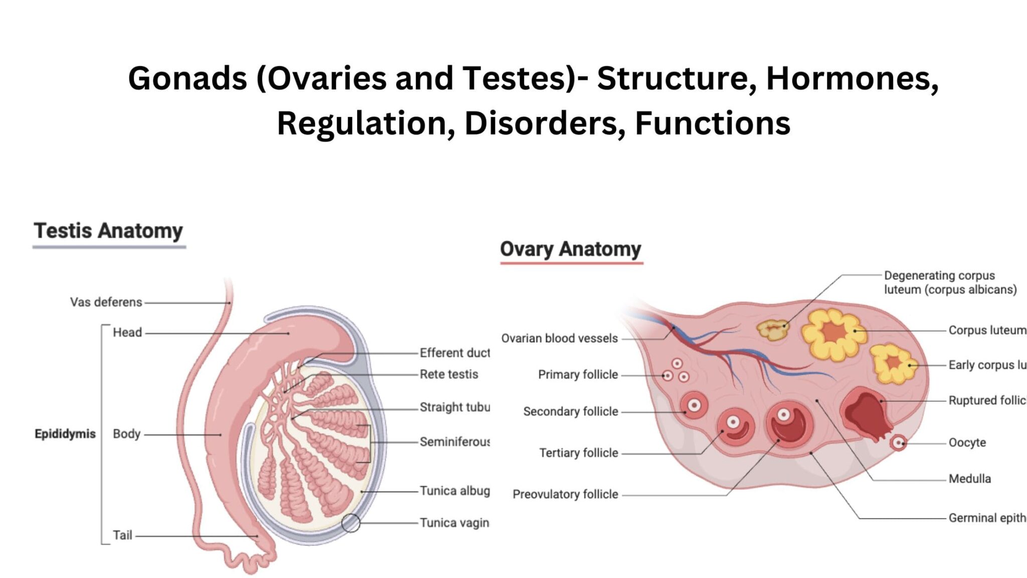 Endocrine System - Nurses Revision