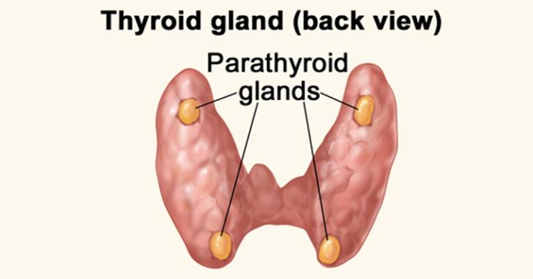 Endocrine System - Nurses Revision
