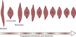 Normal First Stage Of Labour - Nurses Revision