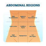 Terms used in Anatomy and Physiology - Nurses Revision