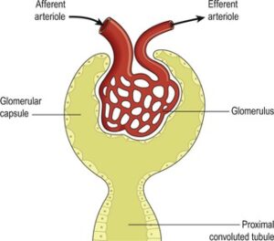 Anatomy and Physiology of the Renal System - Nurses Revision