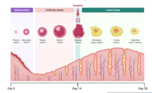 Internal and External Female Reproductive Organs - Nurses Revision