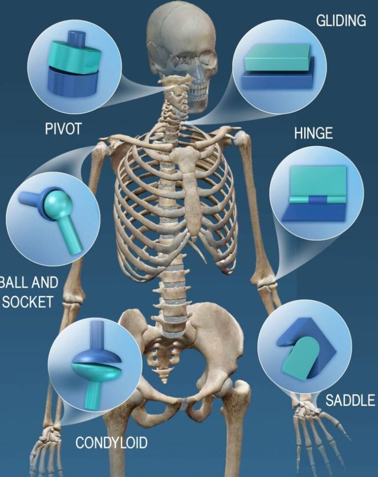 Anatomy and Physiology of the Musculo-skeletal System - Nurses Revision