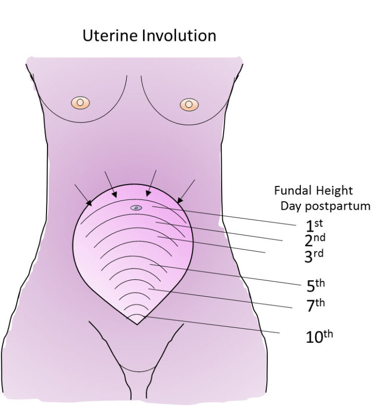 Normal Puerperium - Nurses Revision