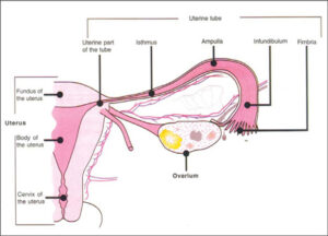 Internal and External Female Reproductive Organs - Nurses Revision
