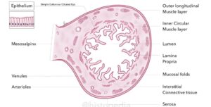 Internal and External Female Reproductive Organs - Nurses Revision