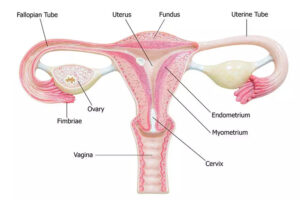 Internal and External Female Reproductive Organs - Nurses Revision
