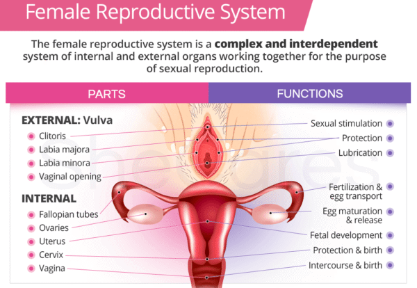 Internal and External Female Reproductive Organs - Nurses Revision