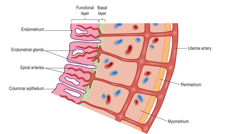 Internal And External Female Reproductive Organs Nurses Revision