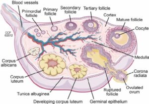 Internal and External Female Reproductive Organs - Nurses Revision