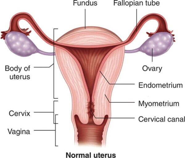 Internal and External Female Reproductive Organs - Nurses Revision