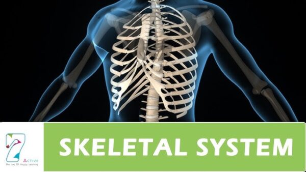 Skeletal System - Nurses Revision