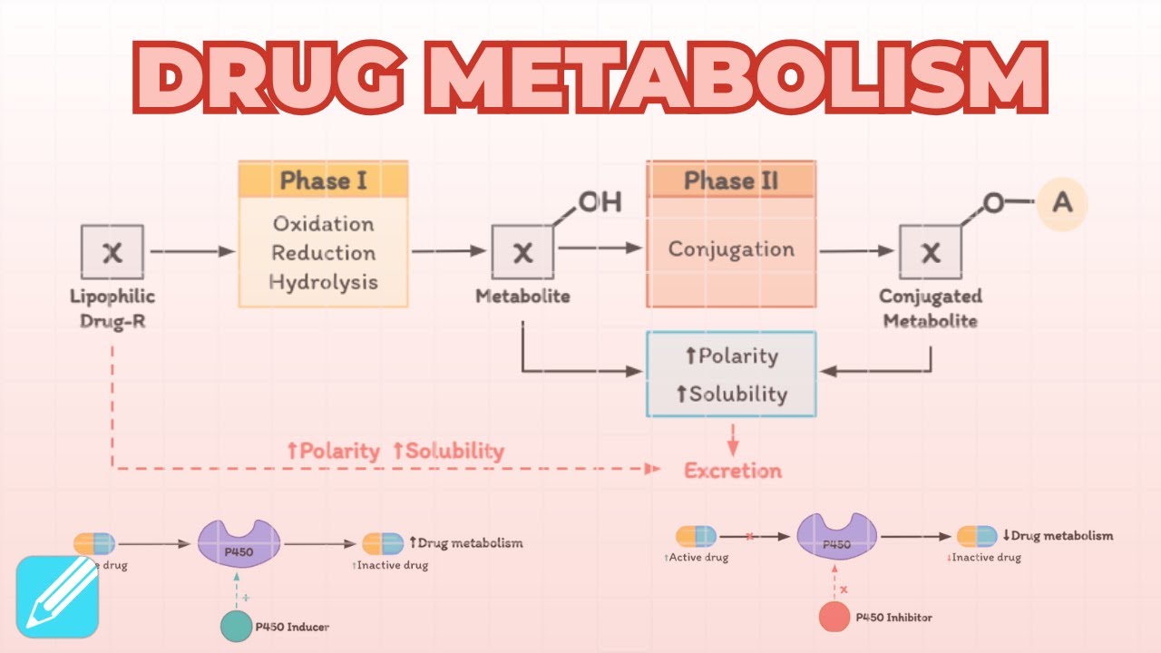 Metabolism of Drugs - Nurses Revision