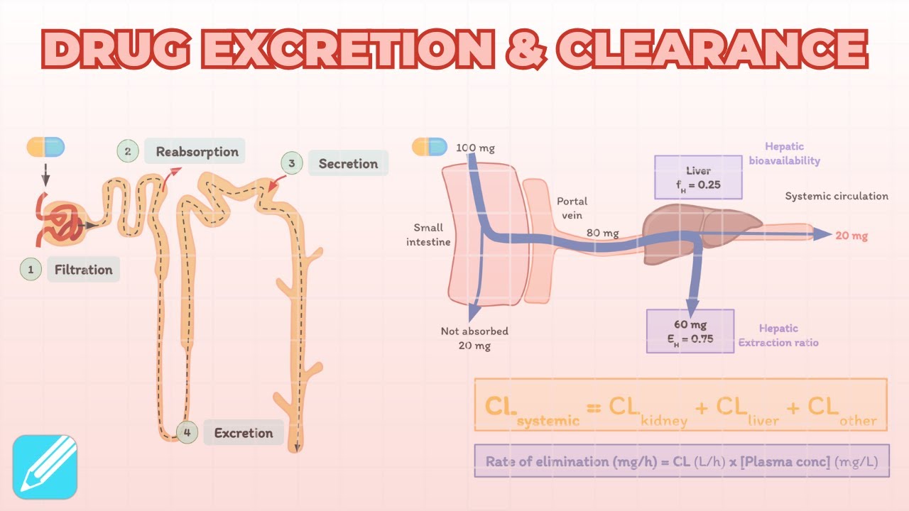 Elimination & Clearance of Drugs - Nurses Revision
