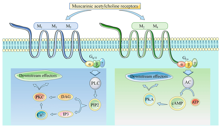 Cholinergic Receptors, Signaling, and Effects - Nurses Revision