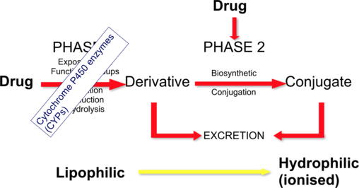 Metabolism of Drugs - Nurses Revision