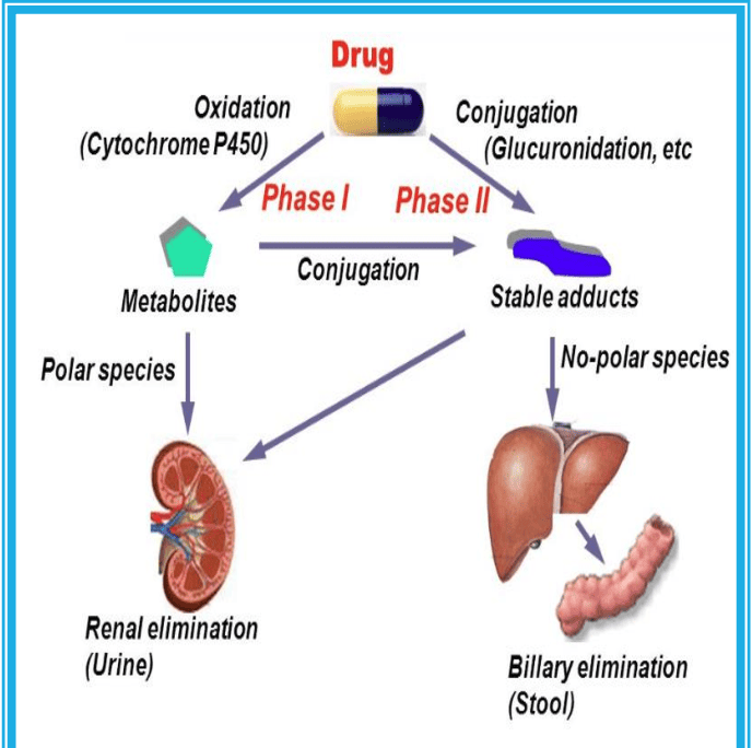 Metabolism of Drugs - Nurses Revision